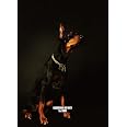 Amazon.co.jp: DOBERMAN INFINITY : 【Amazon.co.jp限定】1st SONG(CD+DVD)(初回生産 ...