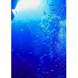 Amazon.co.jp: igsticker ポスター ウォールステッカー シール式ステッカー 飾り 515×728㎜ B2 写真 フォト 壁 インテリア おしゃれ 剥がせる wall ...