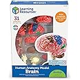 Learning Resources Cross-Section Brain Model, Brain Anatomy Model, 2 ...