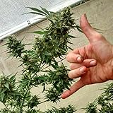 :: ハワイアンレゲエ、サシャモン（Sashamon）が4年ぶりのニューシングル「What I Do」をリリース！ | RealHawaii ...