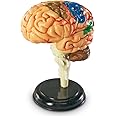 Learning Resources Cross-Section Brain Model, Brain Anatomy Model, 2 ...