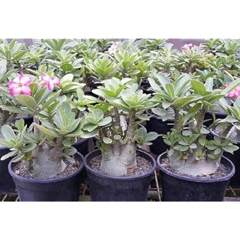 Amazon.co.jp: 【種子】Commiphora edulis var. Boiviniana ★コミフォラ(コンミフォラ) 香木とし ...