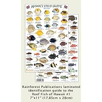 Hawaiian Fish Chart Printable The Triggerfish — Kensy Cooperrider