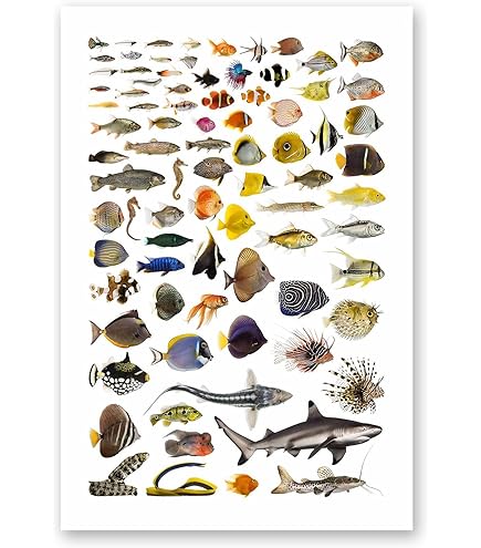 Tropical Fish Chart Poster Poster De Peixes | Fish | Freshwater