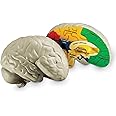 Learning Resources Cross-Section Brain Model, Brain Anatomy Model, 2 ...