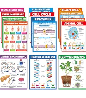 S2 Steel Tools 9 Piece Science Life Cycles Posters - Educational ...