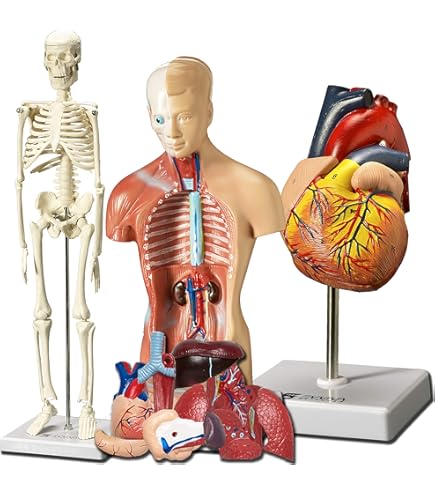 Anatomically Correct Skeleton 67" Human Skeleton Model - 200+ Bone ...